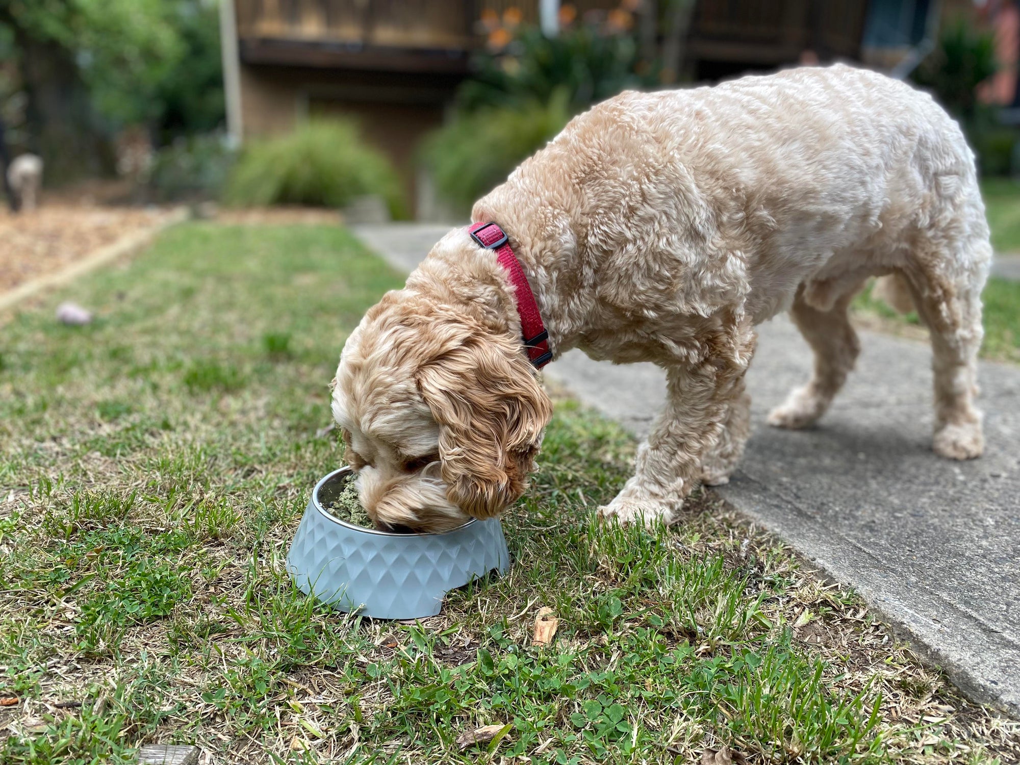 Fido Fresh Dog Food Delivery Sydney. Homemade & fresh dog food.